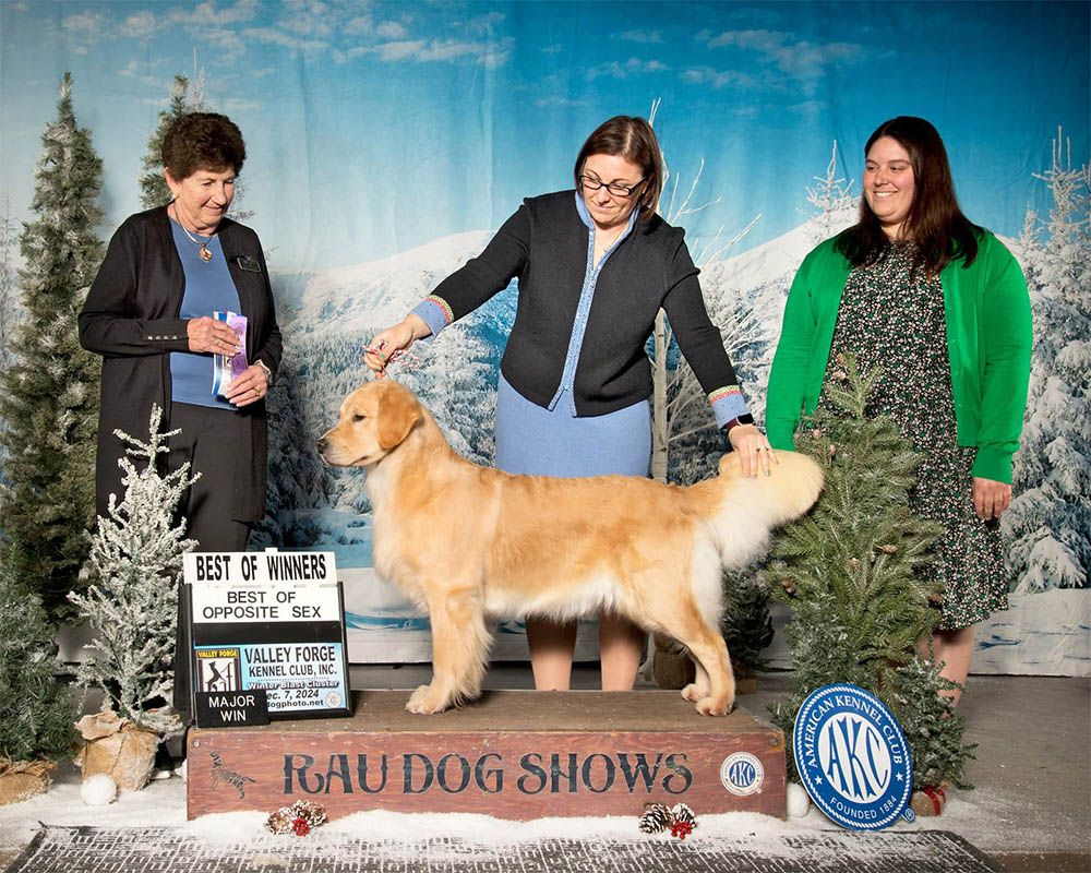 Skye - CH Goldenway's Over The Sea To Skye CD BN RI CCA DJ CGCA CGCU ...