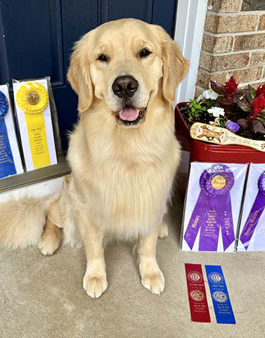 Our Girls at Sea Glass Goldens | Reputable Golden Retriever Breeder in NJ