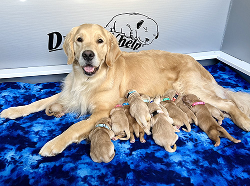 Golden Retriever Puppies | Sea Glass Goldens | Reputable Golden ...