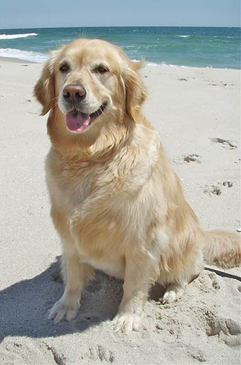 About Golden Retriever Breeder Sea Glass Goldens in New Jersey | Sea ...
