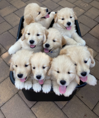 Golden Retriever Puppies | Sea Glass Goldens | Reputable Golden ...