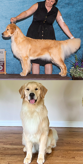 Golden Retriever Puppies | Sea Glass Goldens | Reputable Golden ...