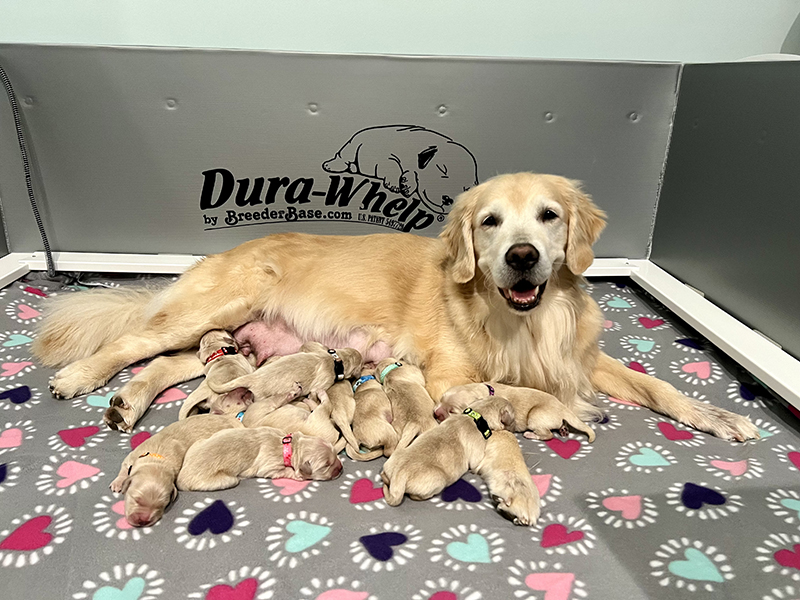 New Jersey Golden Retriever Puppies | Sea Glass Goldens | Reputable ...