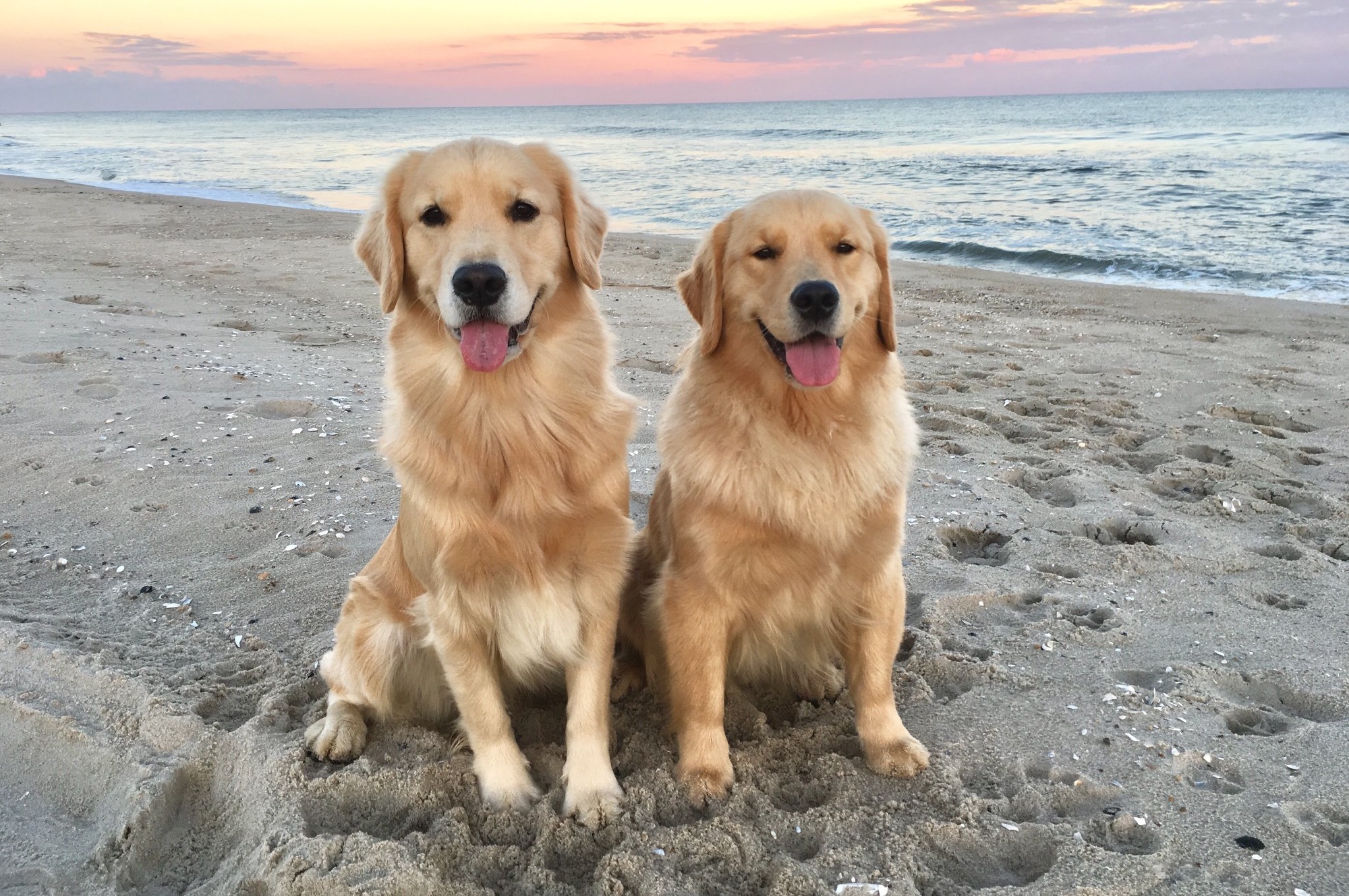 Gallery of Sea Glass Goldens | Reputable Golden Retriever Breeder in NJ